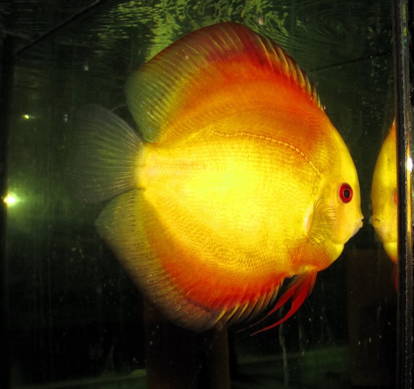 Gold Melon Discus (2 Inches) | RFI