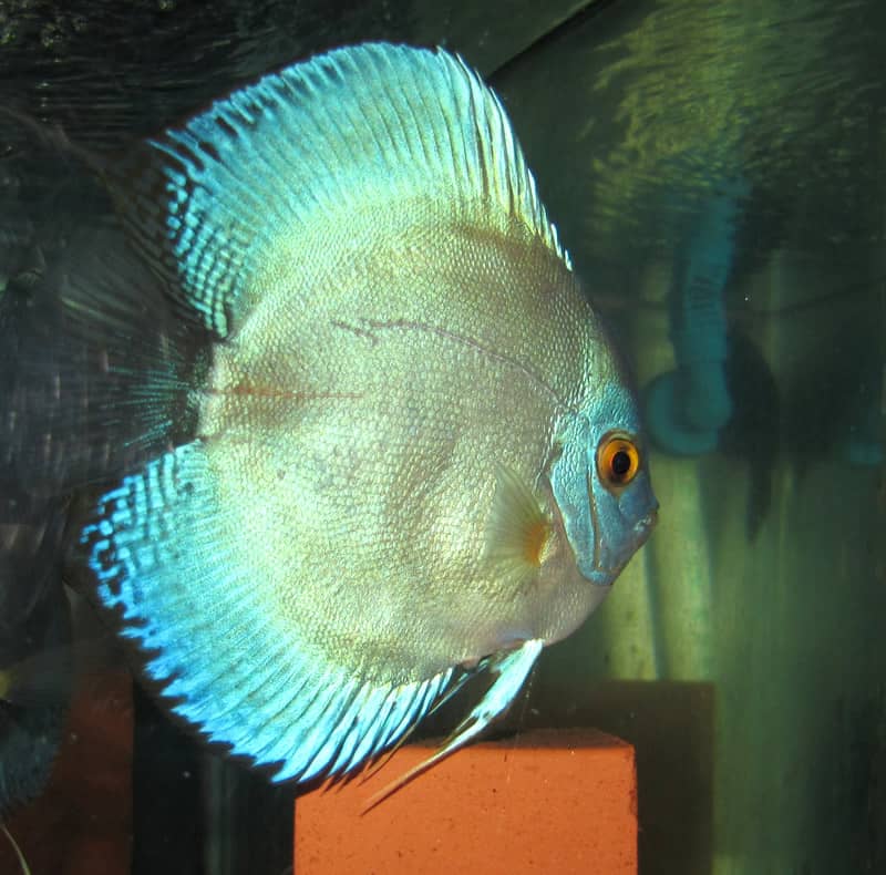 High Finned Blue Angel Discus (2 Inches) | RFI