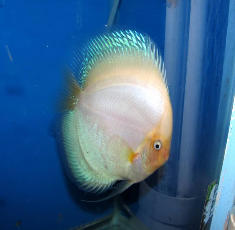 White Butterfly Discus | RFI