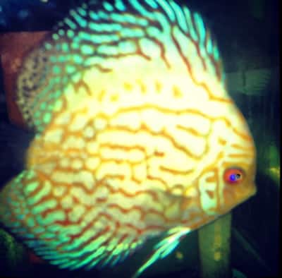 High Fin Jade Dragon Discus (2 Inches) | RFI