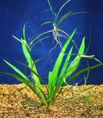 Broad Leaf Chain Sword | RFI