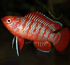 Scarlet Badis | RFI