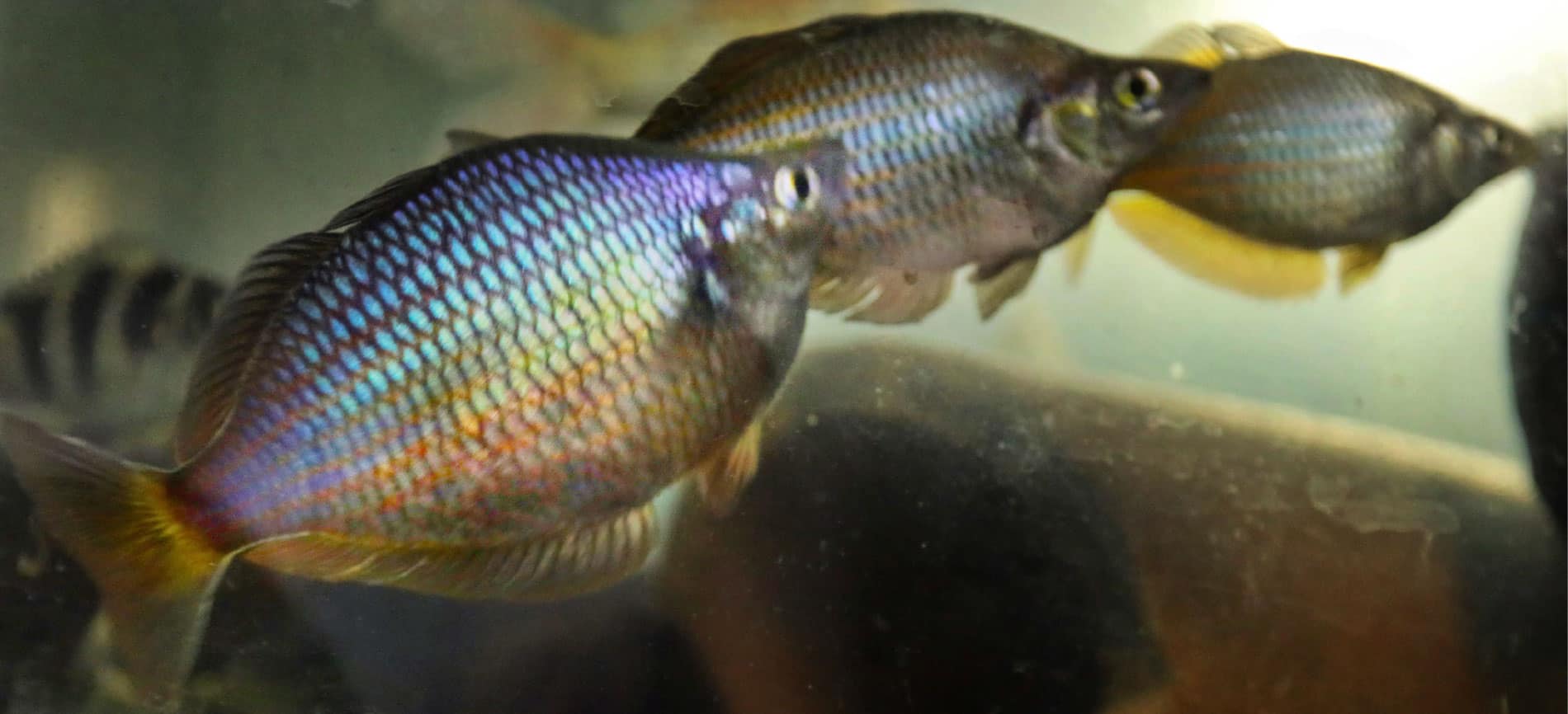 High quality & healthy freshwater aquarium fish for sale